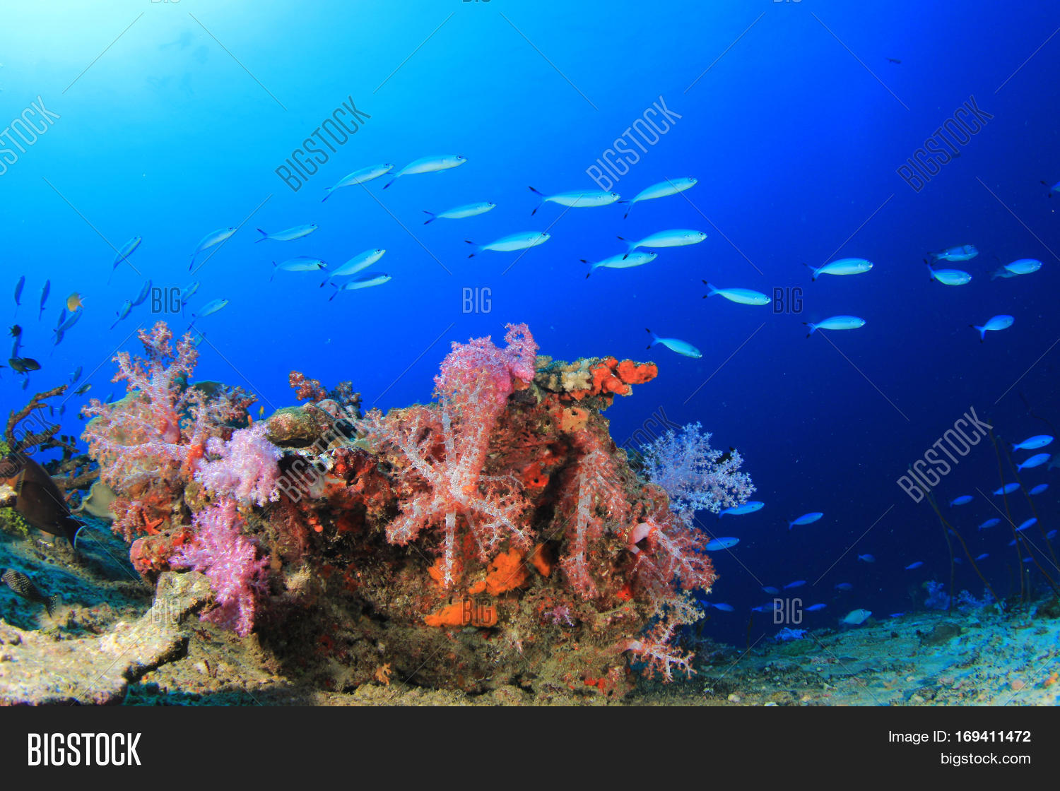 Fish School On Coral Image & Photo (Free Trial) | Bigstock