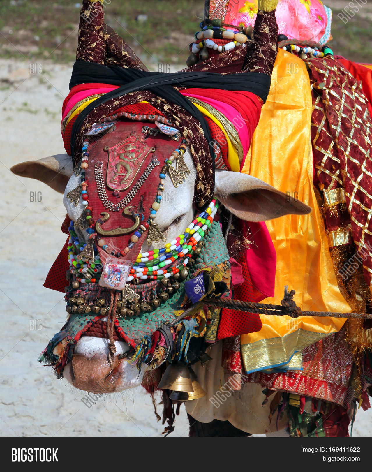 Indian Sacred Cow On Image & Photo (Free Trial) | Bigstock