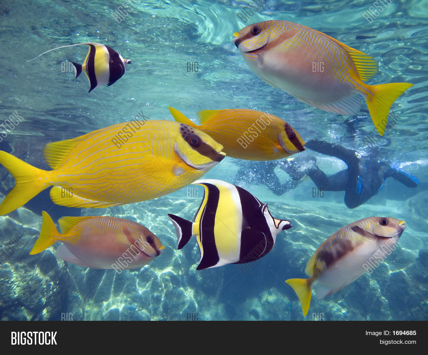 Lotsfishes Image & Photo (Free Trial) | Bigstock
