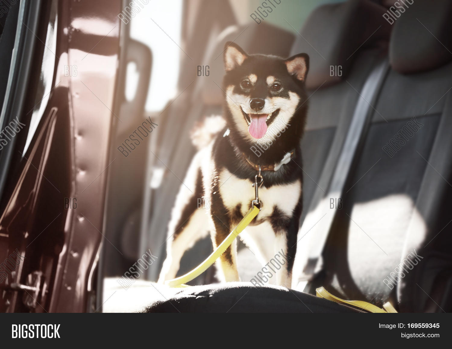 Cute Little Shiba Inu Image & Photo (Free Trial) | Bigstock