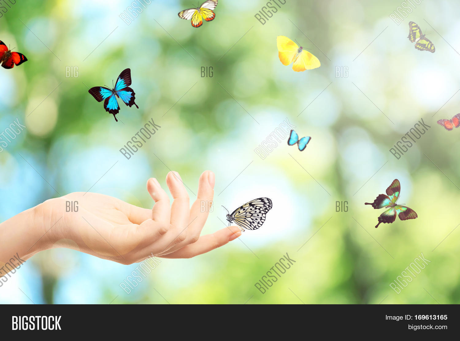 Female Hand Image & Photo (Free Trial) | Bigstock