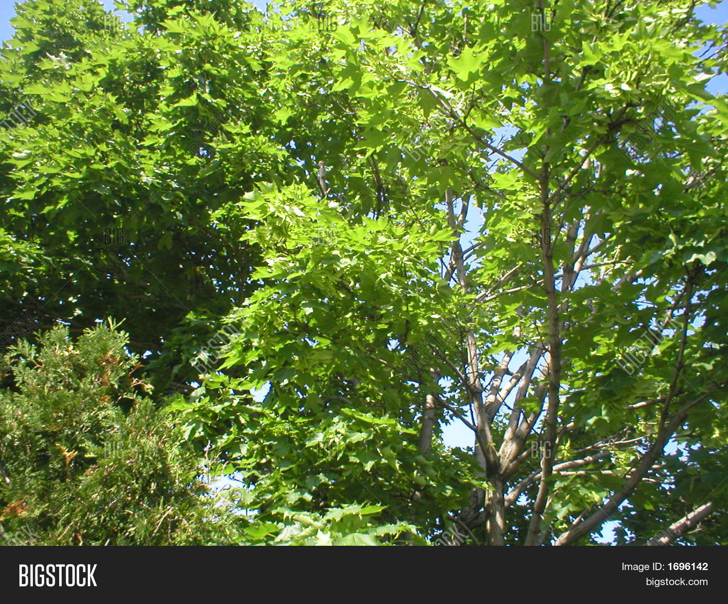 ภาพและภาพถ่าย (ทดลองใช้ฟรี) | Bigstock