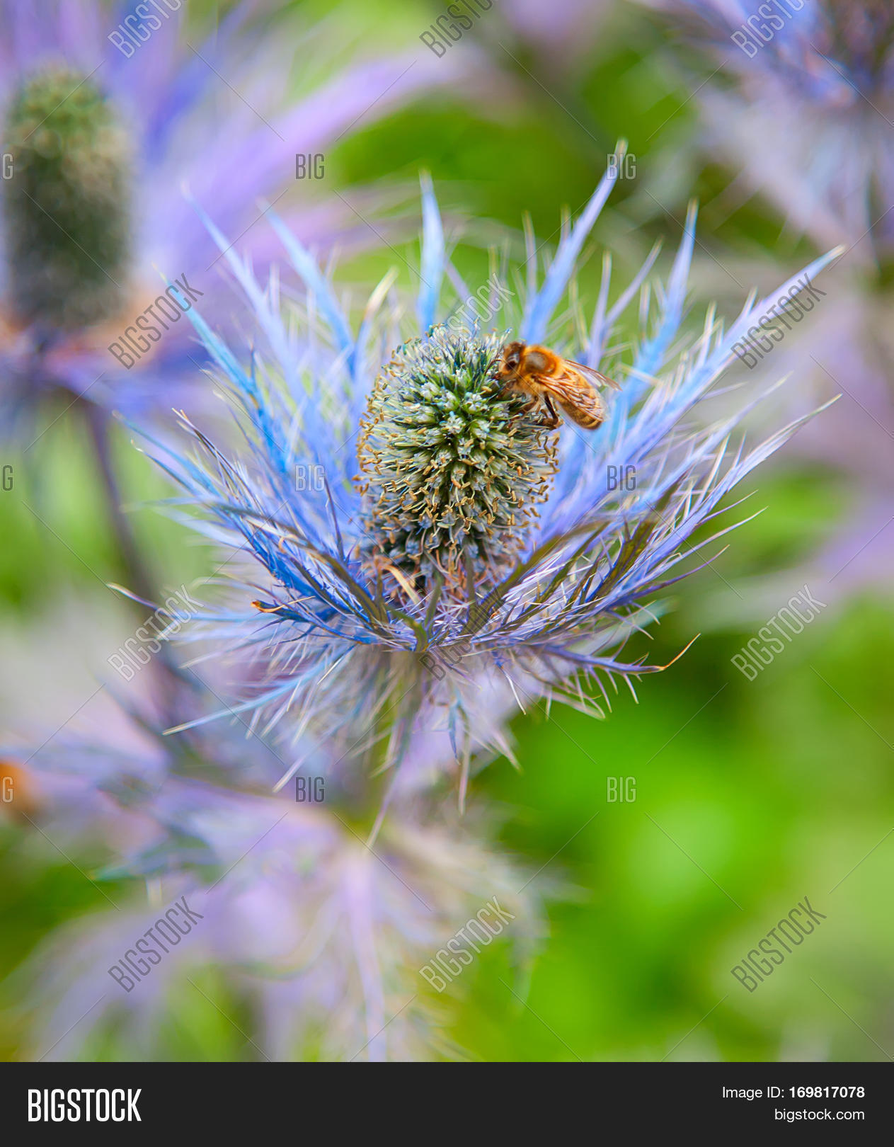Eryngium Alpinum 'Blue Image & Photo (Free Trial) | Bigstock