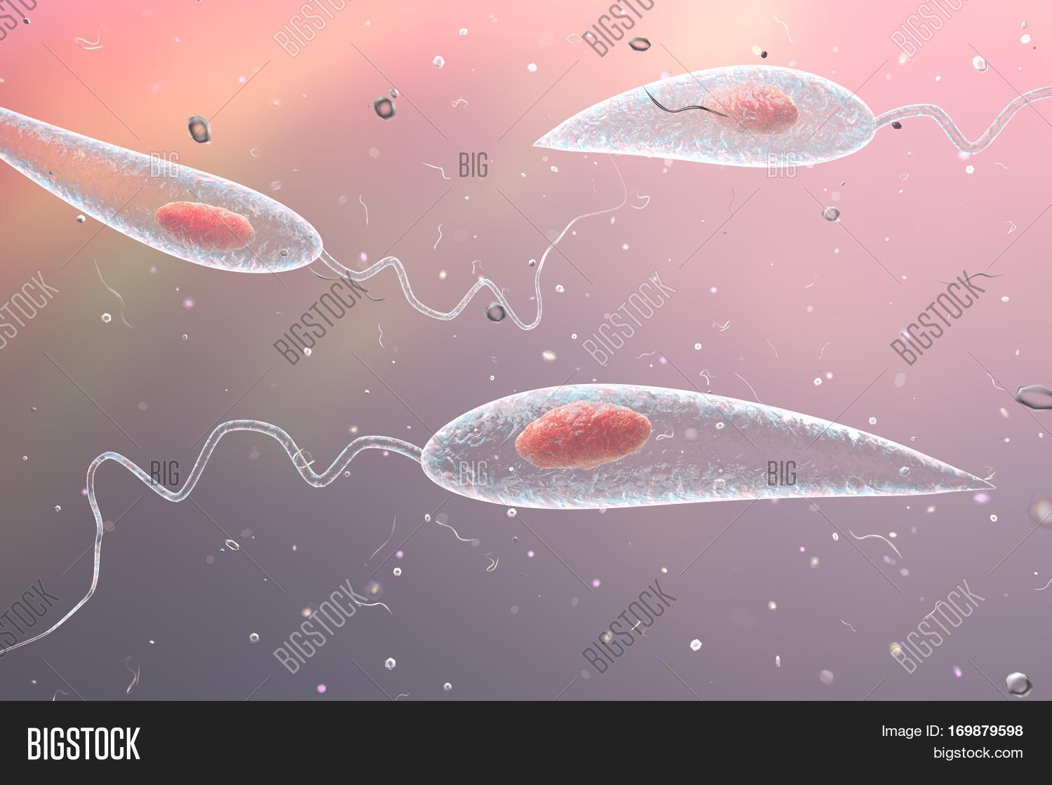 Promastigotes Image & Photo (Free Trial) | Bigstock