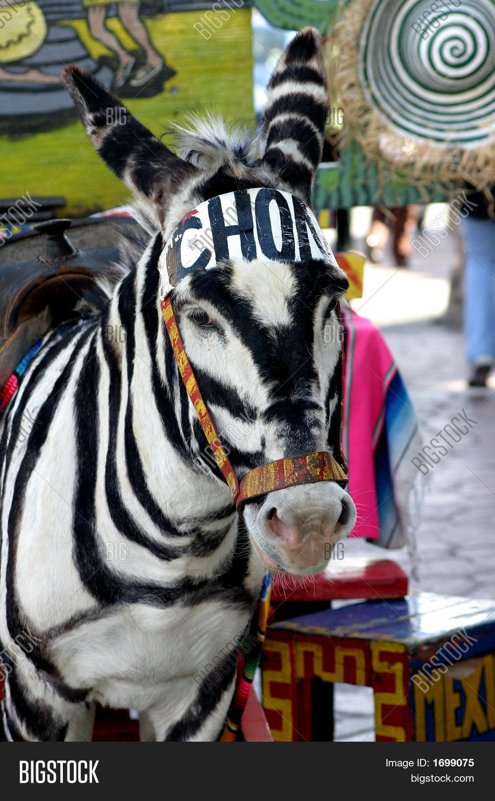 Tijuana Donkey Image & Photo (Free Trial) | Bigstock