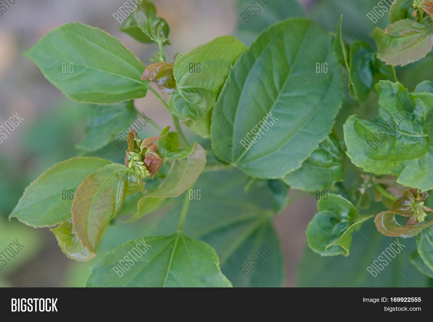 Purging Croton Croton Image & Photo (Free Trial) | Bigstock