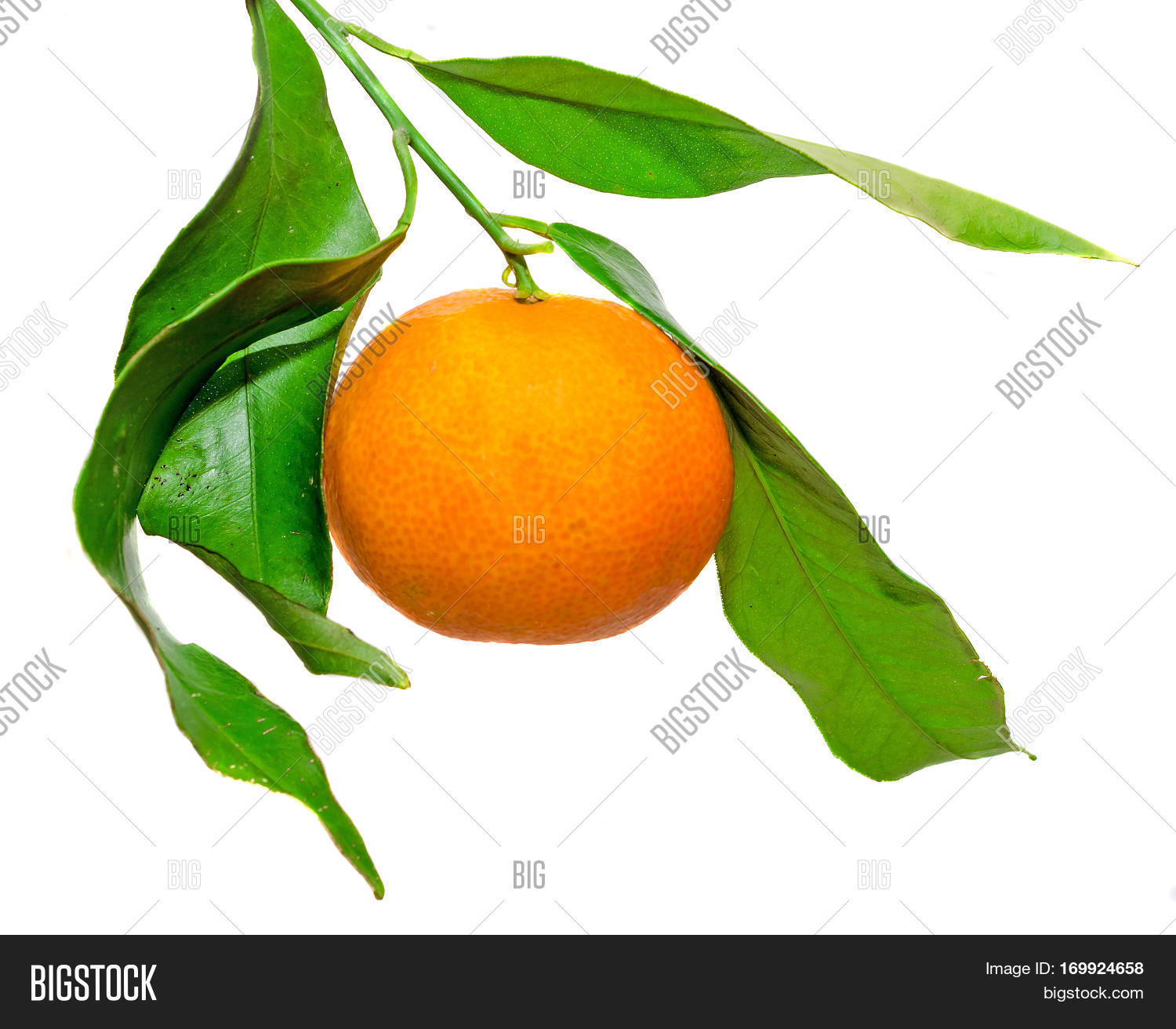 Mandarin Orange ( Image & Photo (Free Trial) | Bigstock