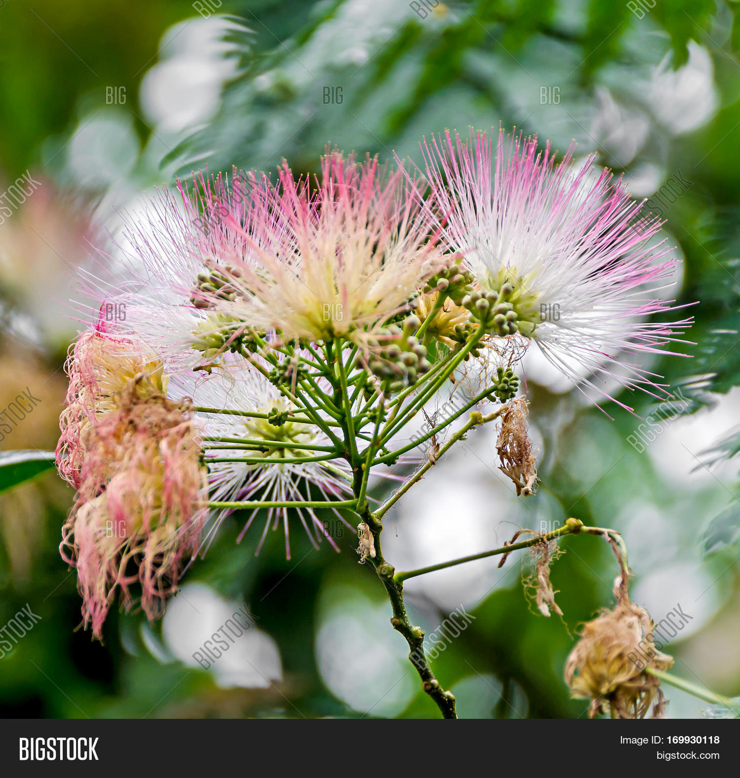 Albizia Julibrissin Image & Photo (Free Trial) | Bigstock