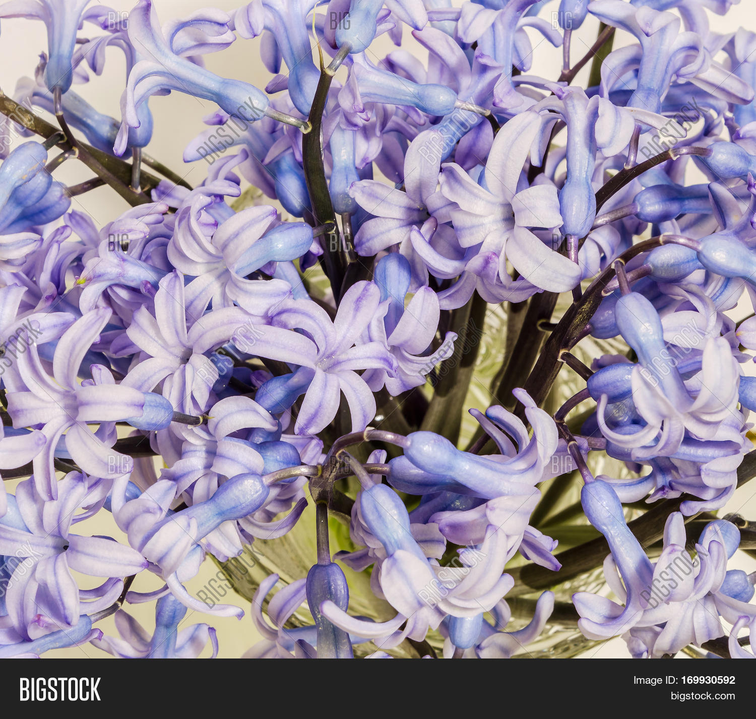 Blue Hyacinthus Image & Photo (Free Trial) | Bigstock