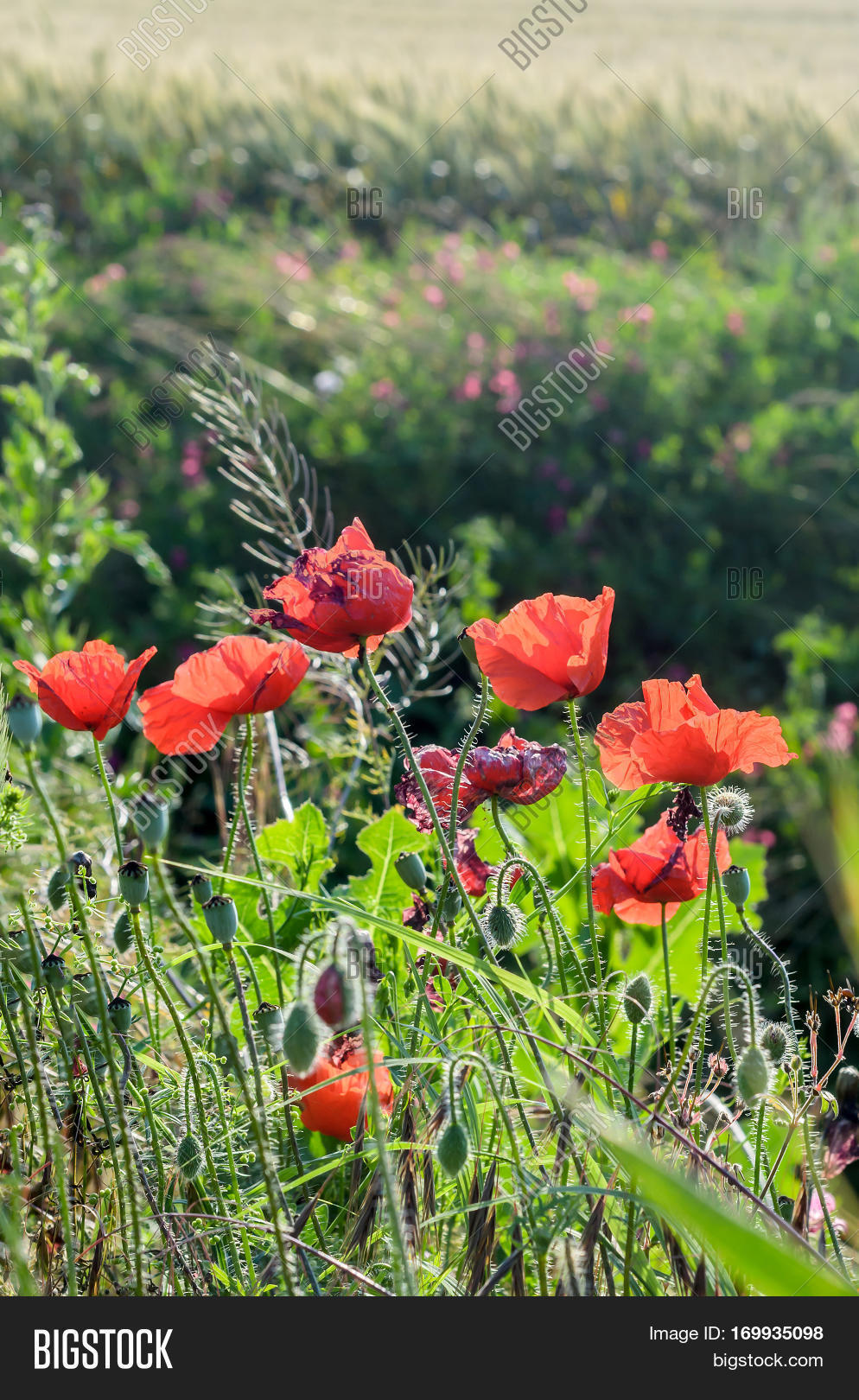 Papaver Rhoeas Red Image & Photo (Free Trial) | Bigstock