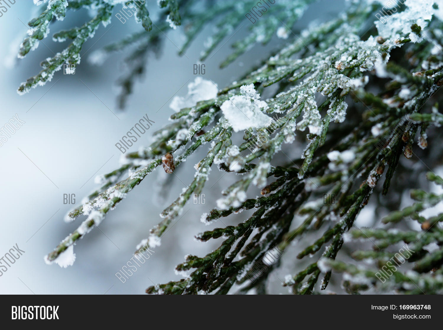 Juniper Bushes Snow. Image & Photo (Free Trial) | Bigstock