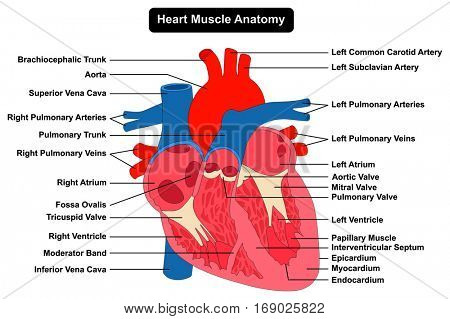 Aorta Images, Illustrations & Vectors (Free) - Bigstock