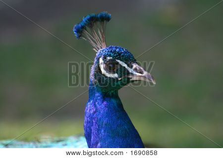 Peacock Face Image & Photo (Free Trial) | Bigstock