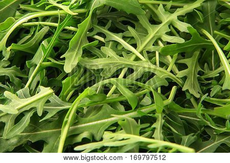 Green Rucola Image & Photo (Free Trial) | Bigstock