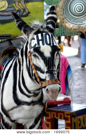 Tijuana Donkey Image & Photo (Free Trial) | Bigstock