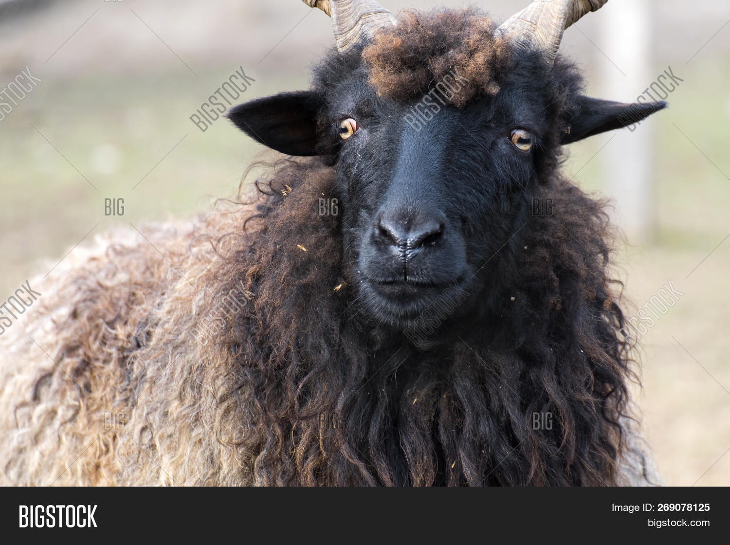 Hortobagy Racka Sheep Image & Photo (Free Trial) | Bigstock