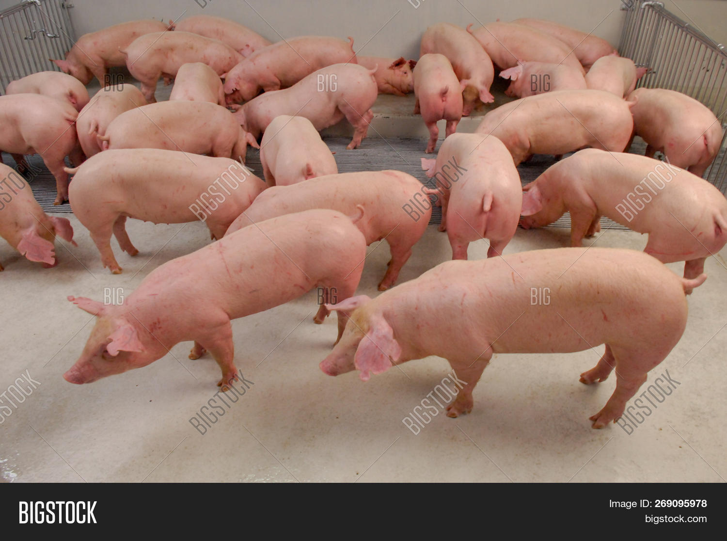 Clean Pigs Pig Image & Photo (Free Trial) | Bigstock