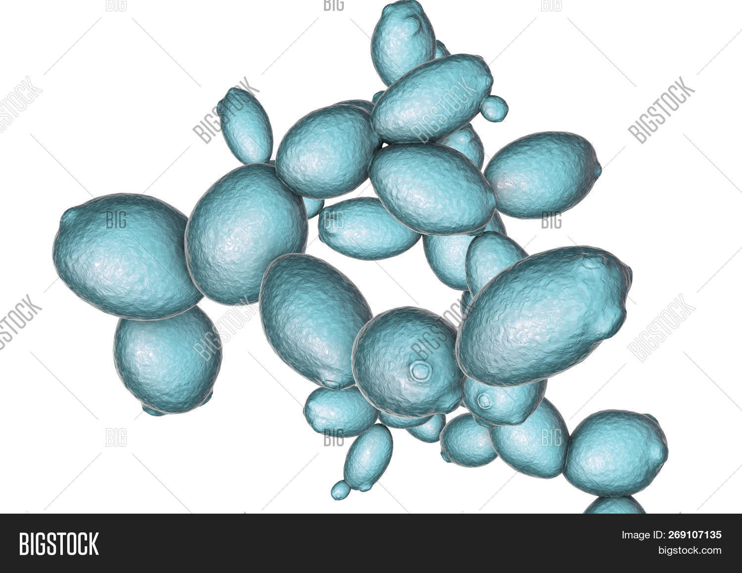Saccharomyces Image & Photo (Free Trial) | Bigstock