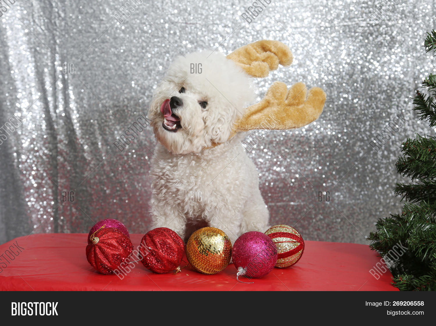 Purebred Bichon Frise Image & Photo (Free Trial) | Bigstock