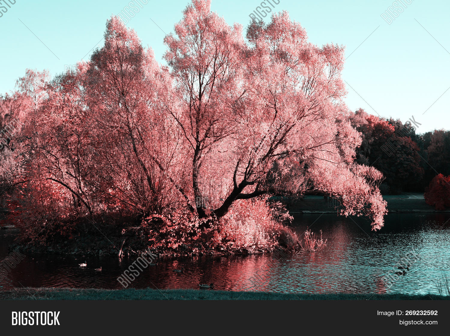 Big Tree Over Water Image & Photo (Free Trial) | Bigstock