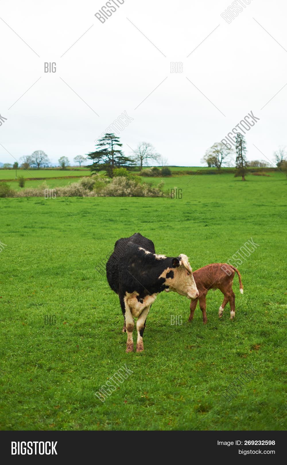 Momma Cow Calf On Image & Photo (Free Trial) | Bigstock
