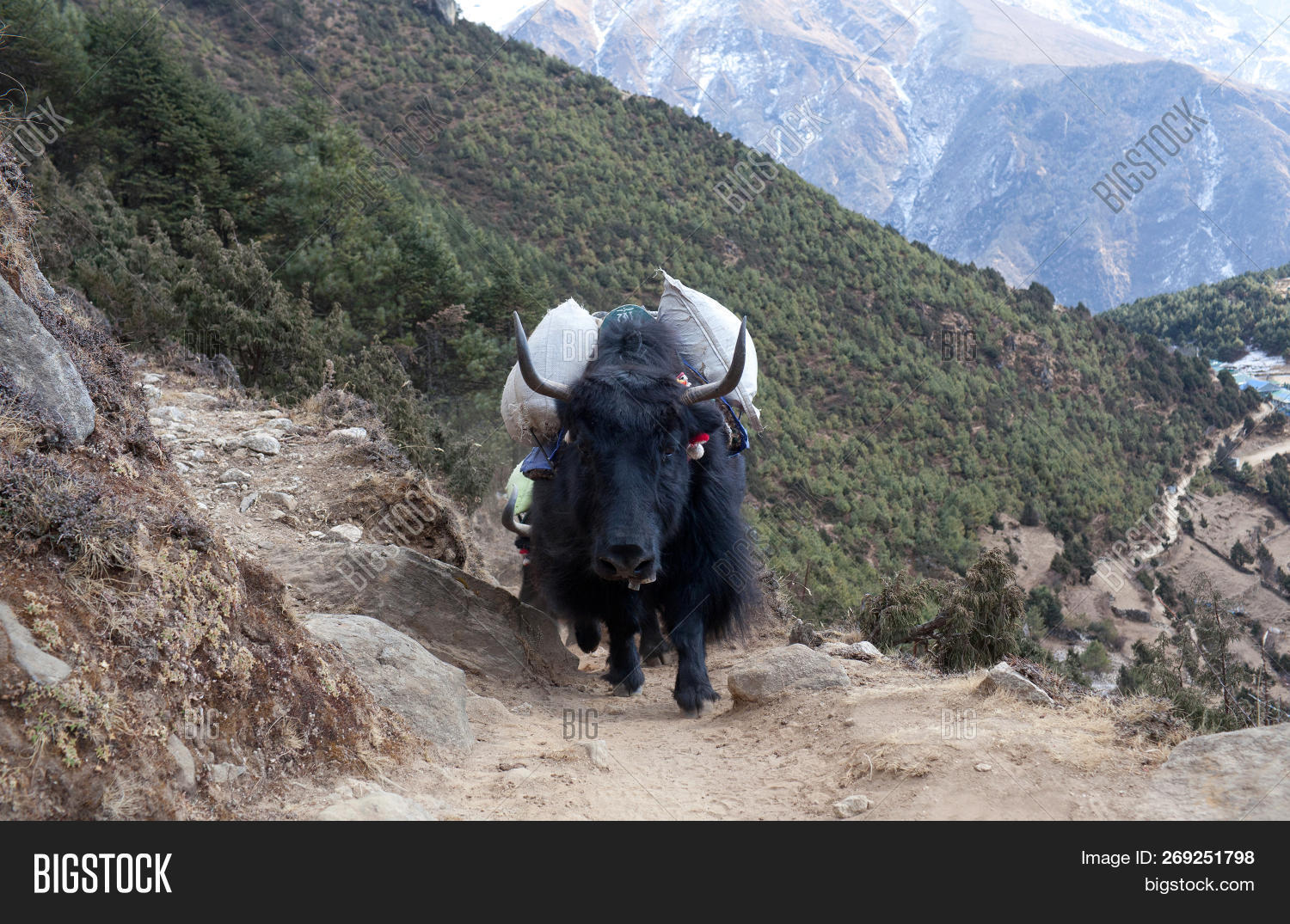 Caravan Yaks Nepal Image & Photo (Free Trial) | Bigstock
