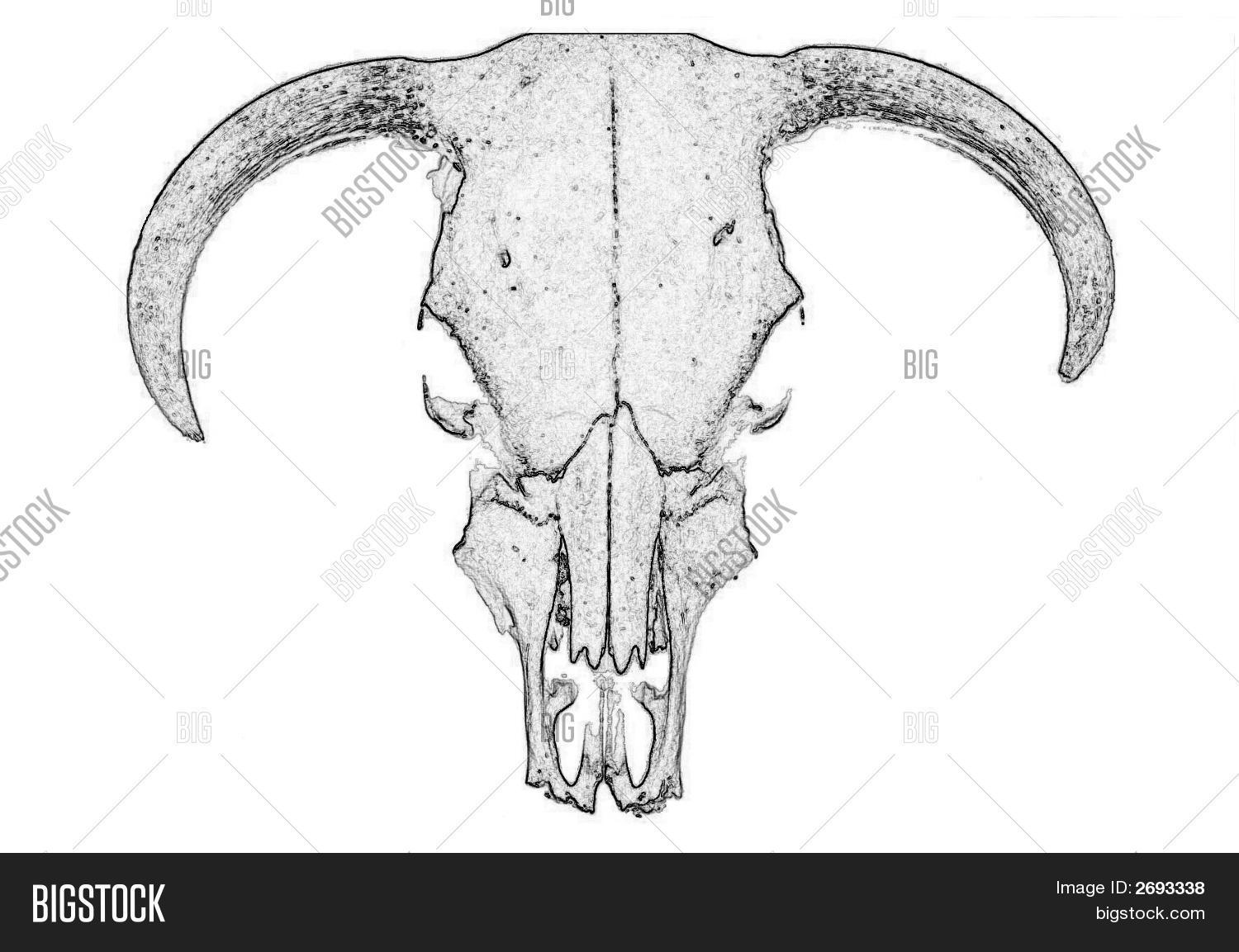 Cow Skull Image & Photo (Free Trial) | Bigstock