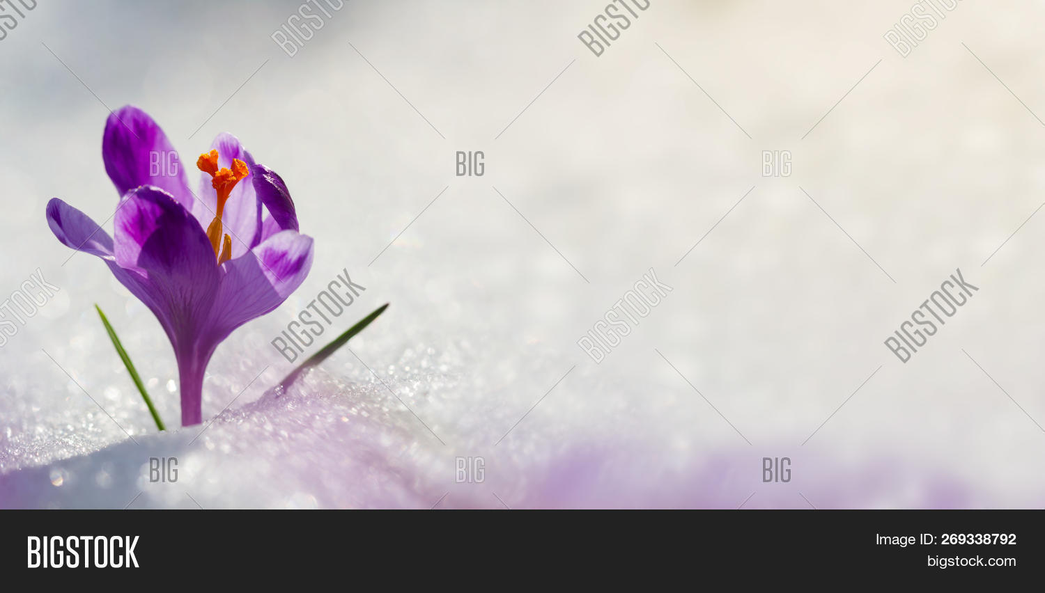 Amazing Sunlight On Image & Photo (Free Trial) | Bigstock