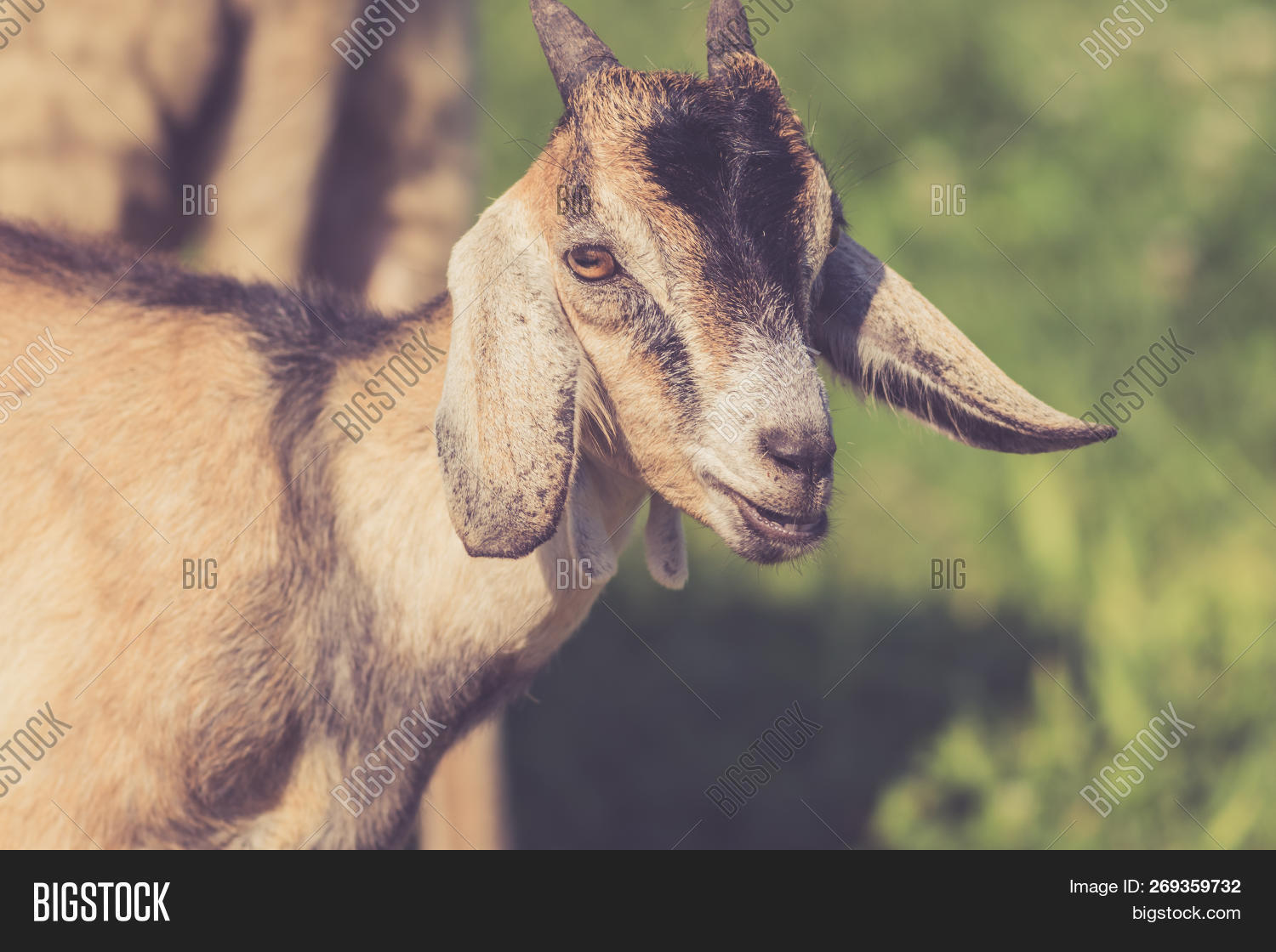 Goat Kid Lop Ears Tiny Image & Photo (Free Trial) | Bigstock