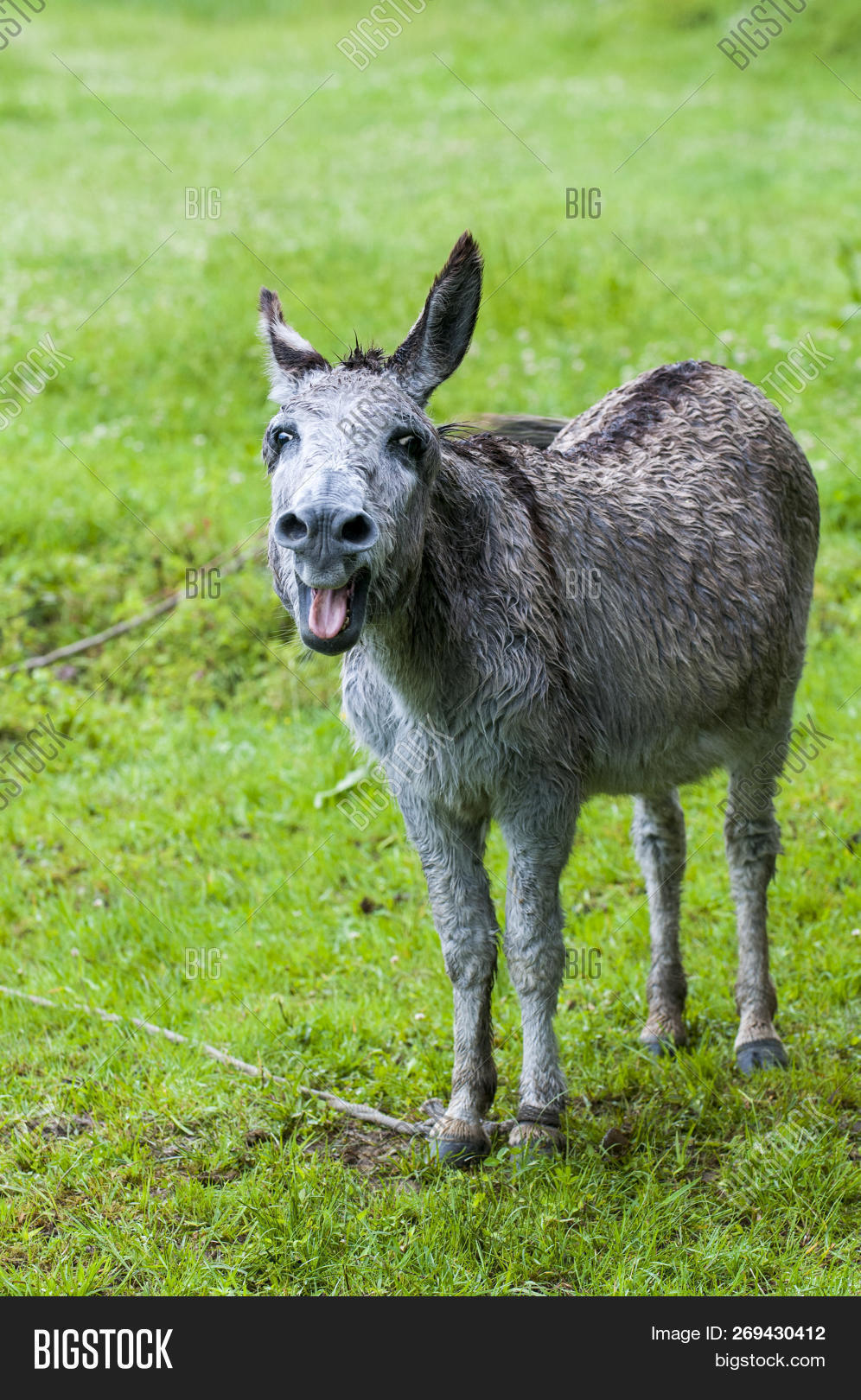 Portrait Large Image & Photo (Free Trial) | Bigstock