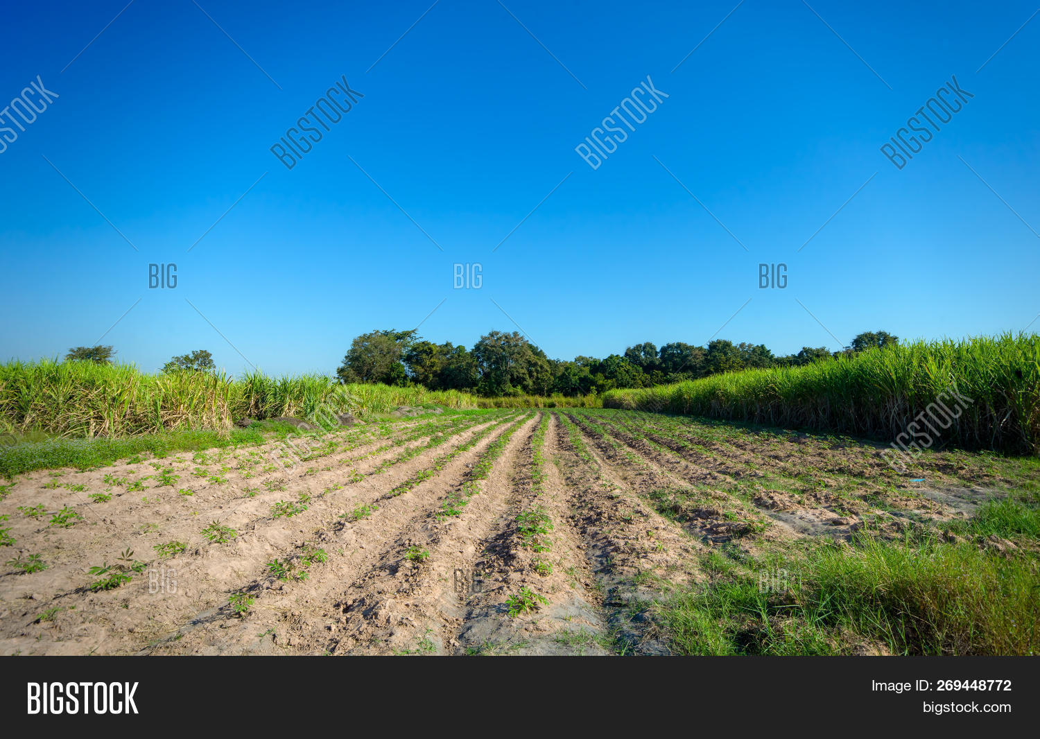 Sugarcane, Sugar Cane Image & Photo (Free Trial) | Bigstock