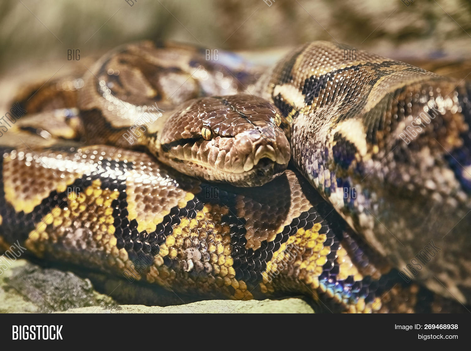 Reticulated Python, Image & Photo (Free Trial) | Bigstock
