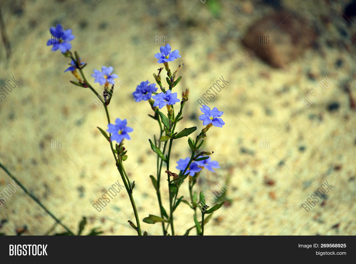 Australian Native Blue Image & Photo (Free Trial) | Bigstock