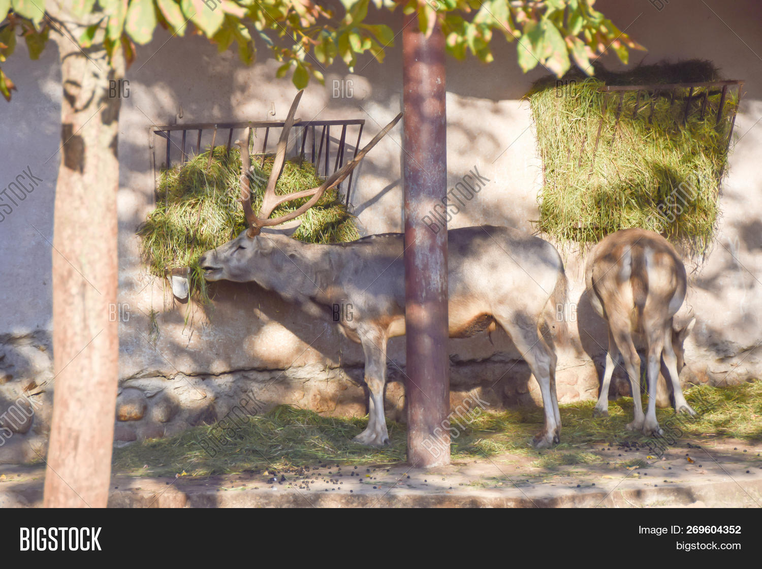 Big Strong Deer Horns Image & Photo (Free Trial) | Bigstock
