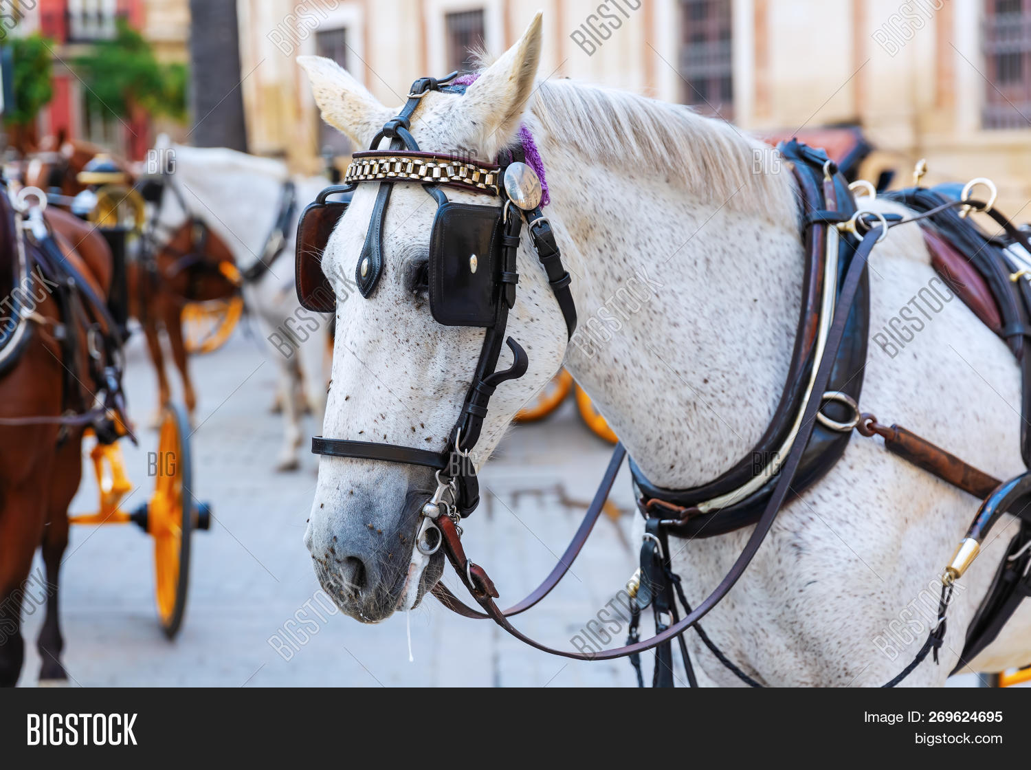 Draft Horse Image & Photo (Free Trial) | Bigstock
