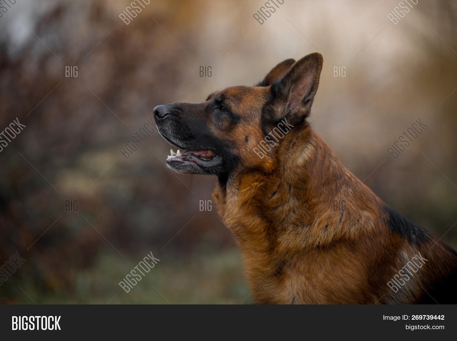 Beautiful Exterior Image & Photo (Free Trial) | Bigstock