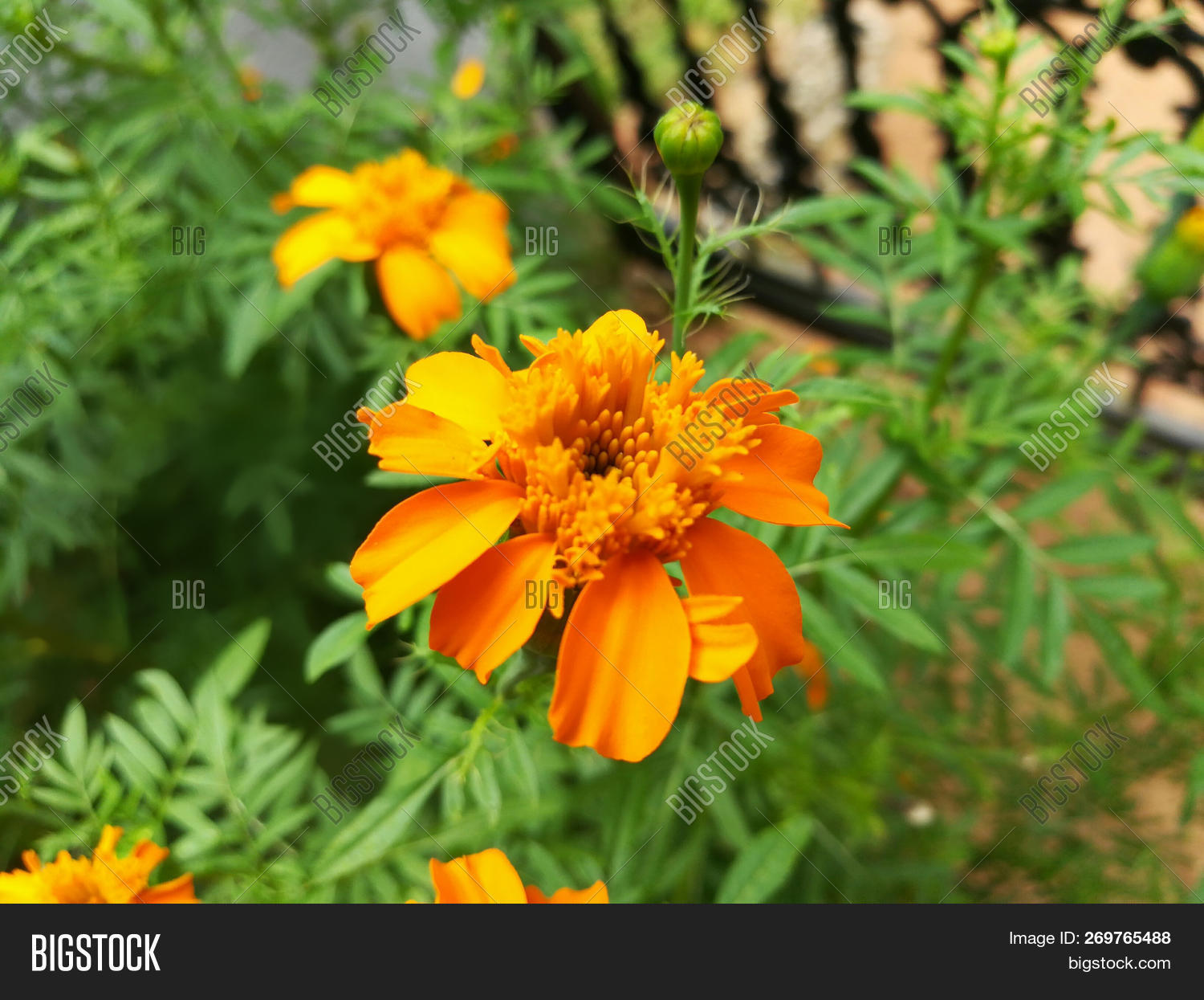 Beautiful Yellow Color Image & Photo (Free Trial) | Bigstock