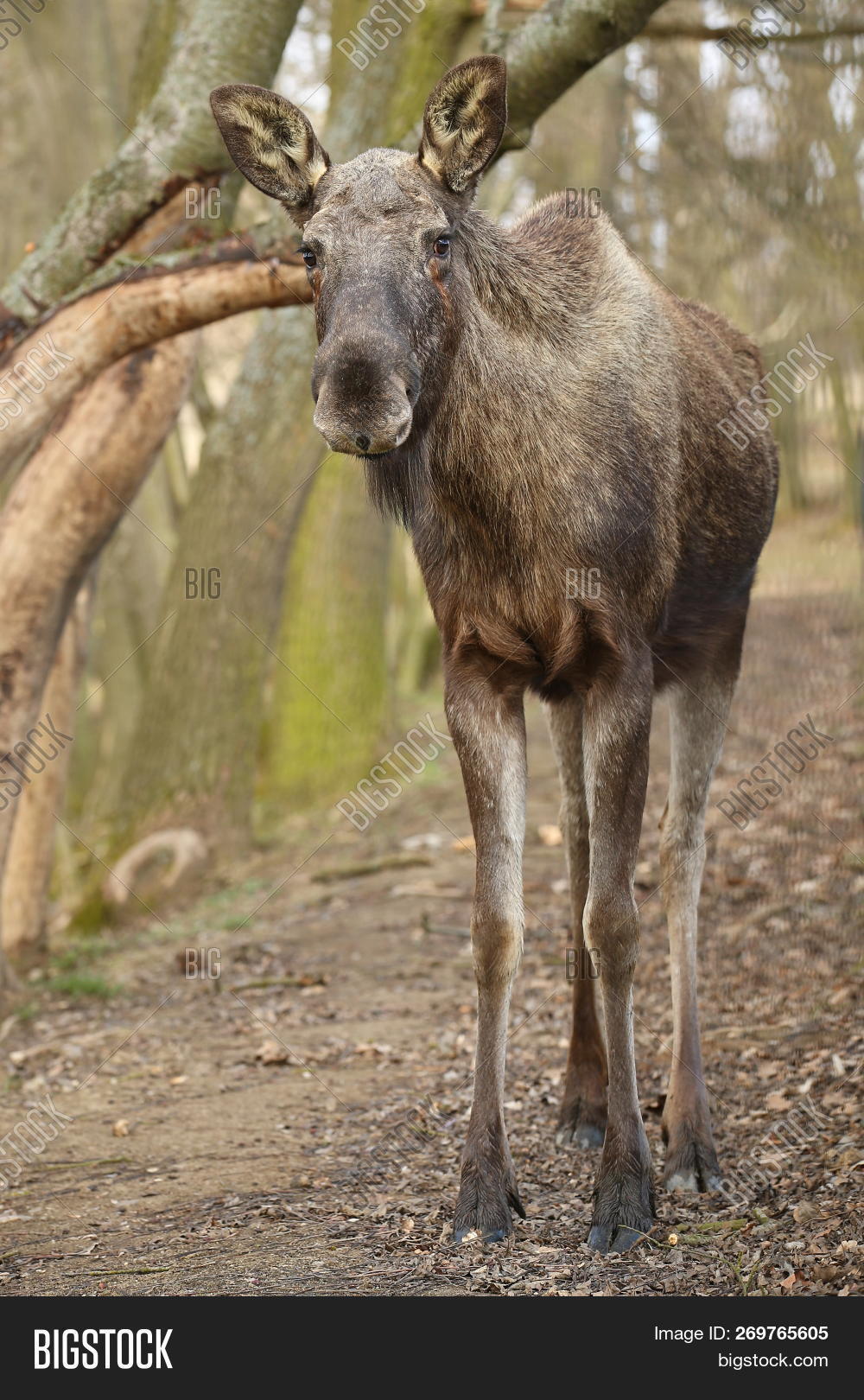 Eurasian Elk Nature Image & Photo (Free Trial) | Bigstock