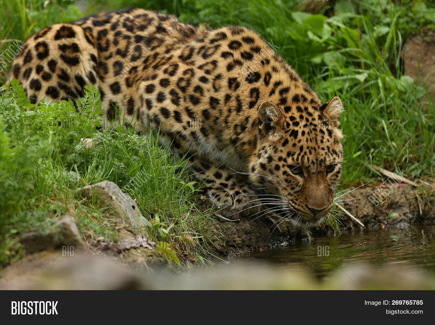 Endangered Amur Image & Photo (Free Trial) | Bigstock