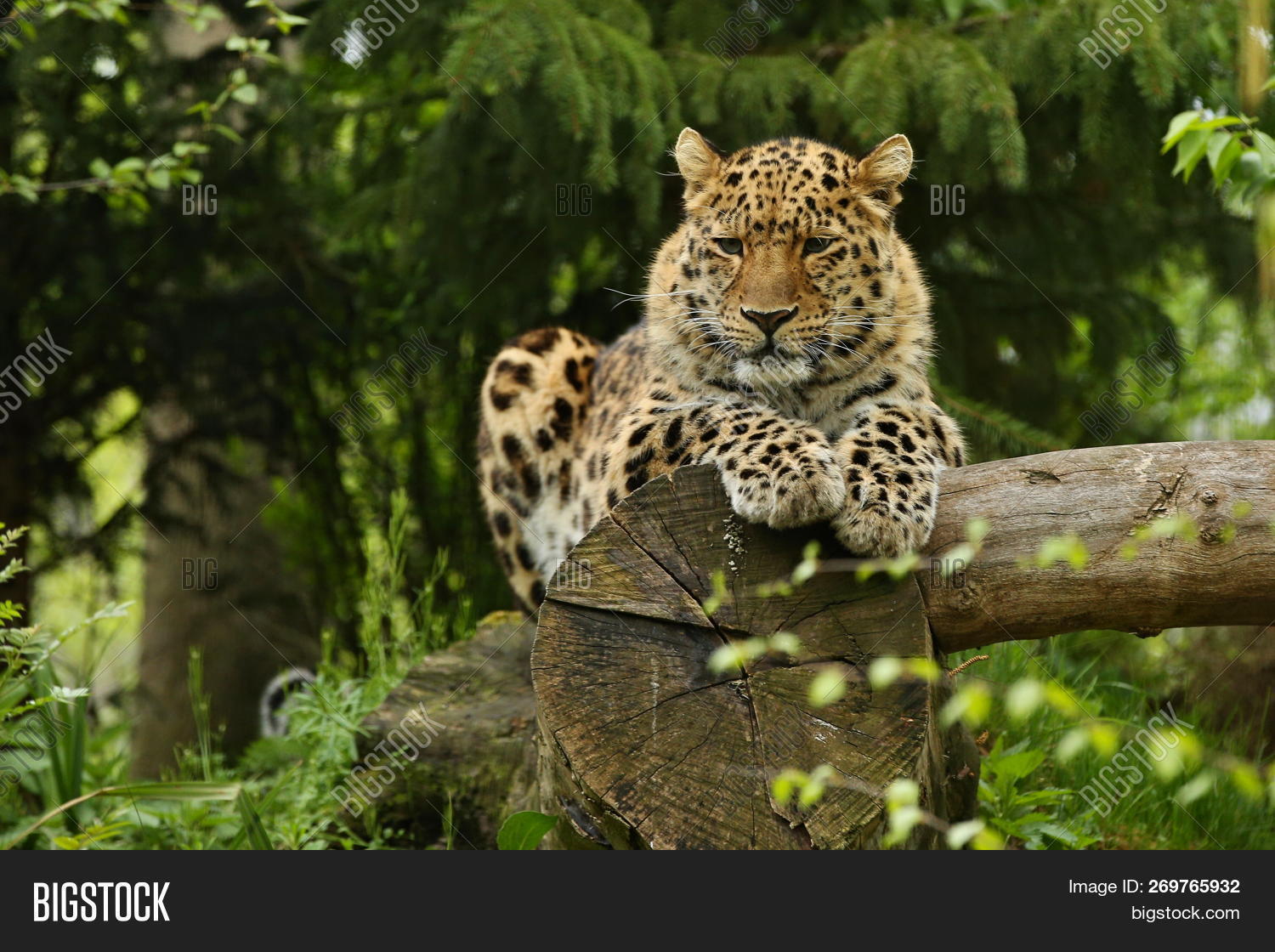 Endangered Amur Image & Photo (Free Trial) | Bigstock