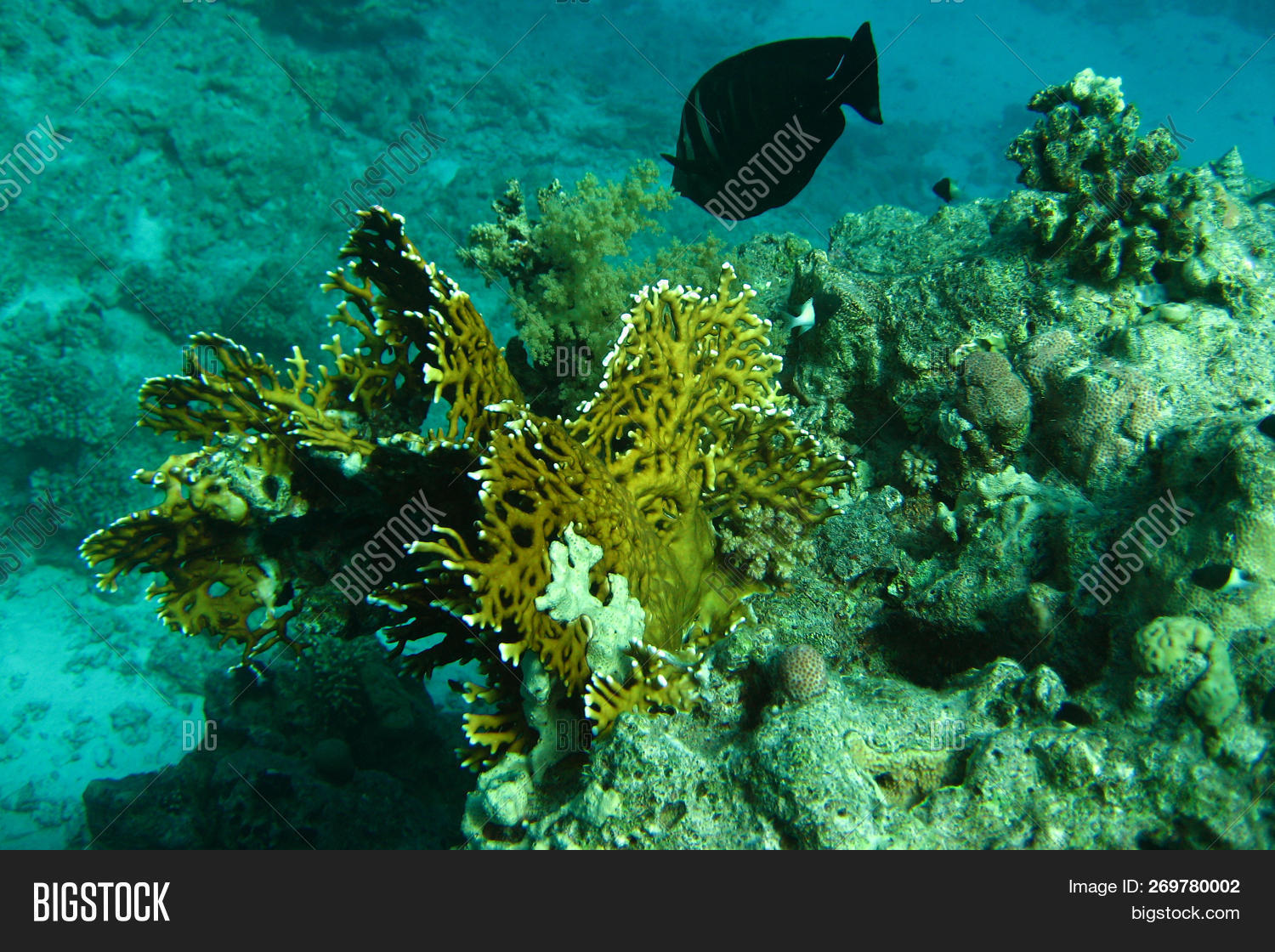 Coral Reef Red Sea. Image & Photo (Free Trial) | Bigstock