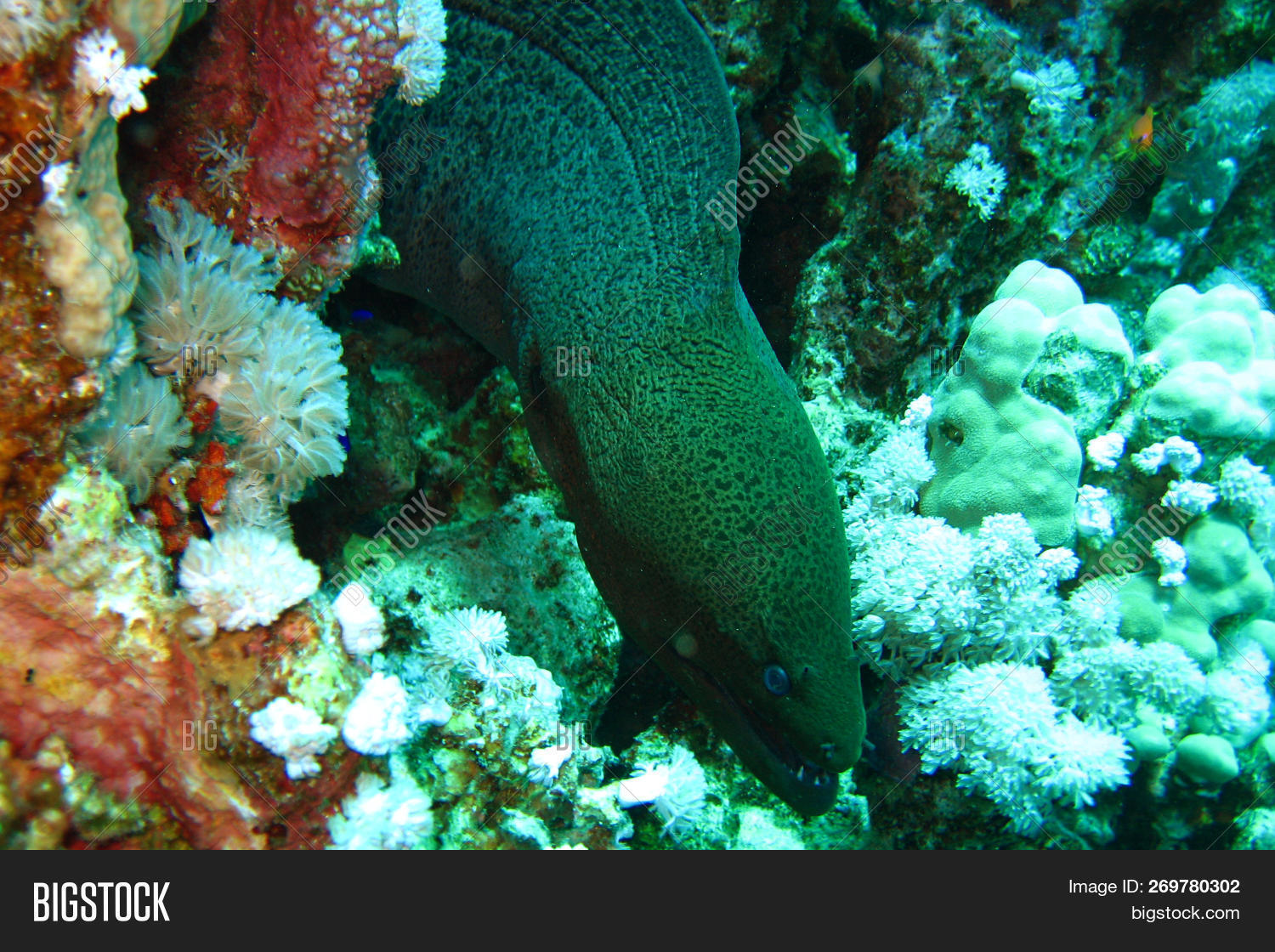 Giant Moray Eel Ready Image & Photo (Free Trial) | Bigstock