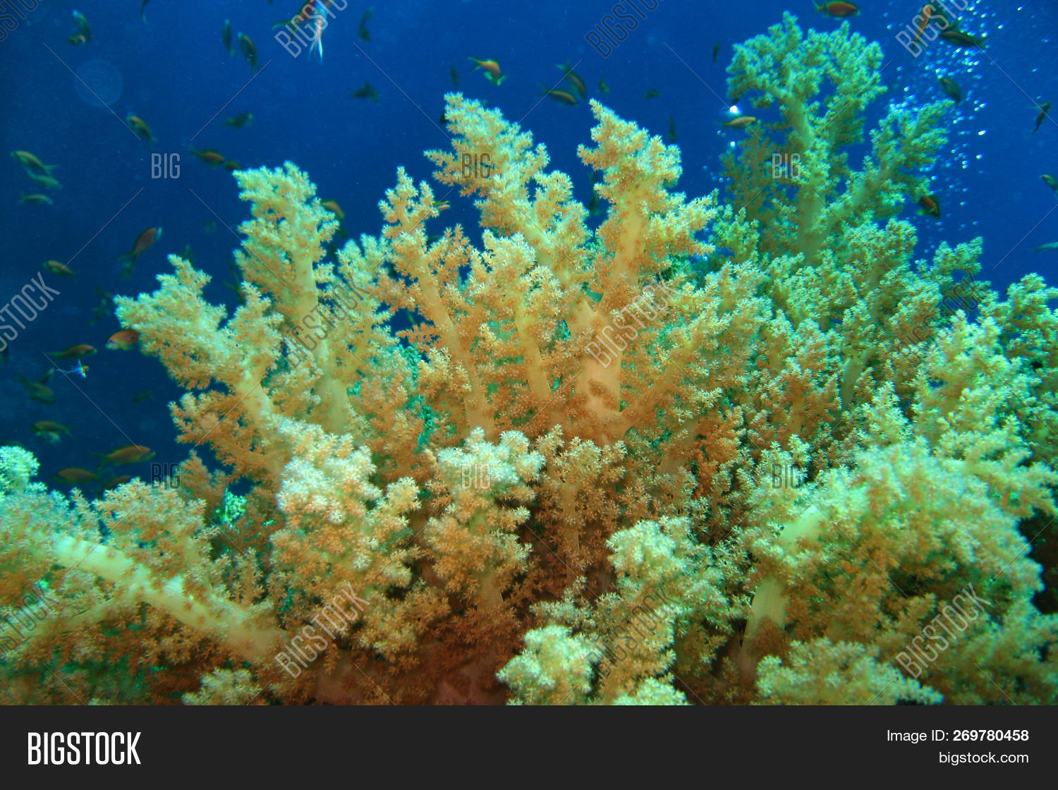 Coral Reef Red Sea. Image & Photo (Free Trial) | Bigstock