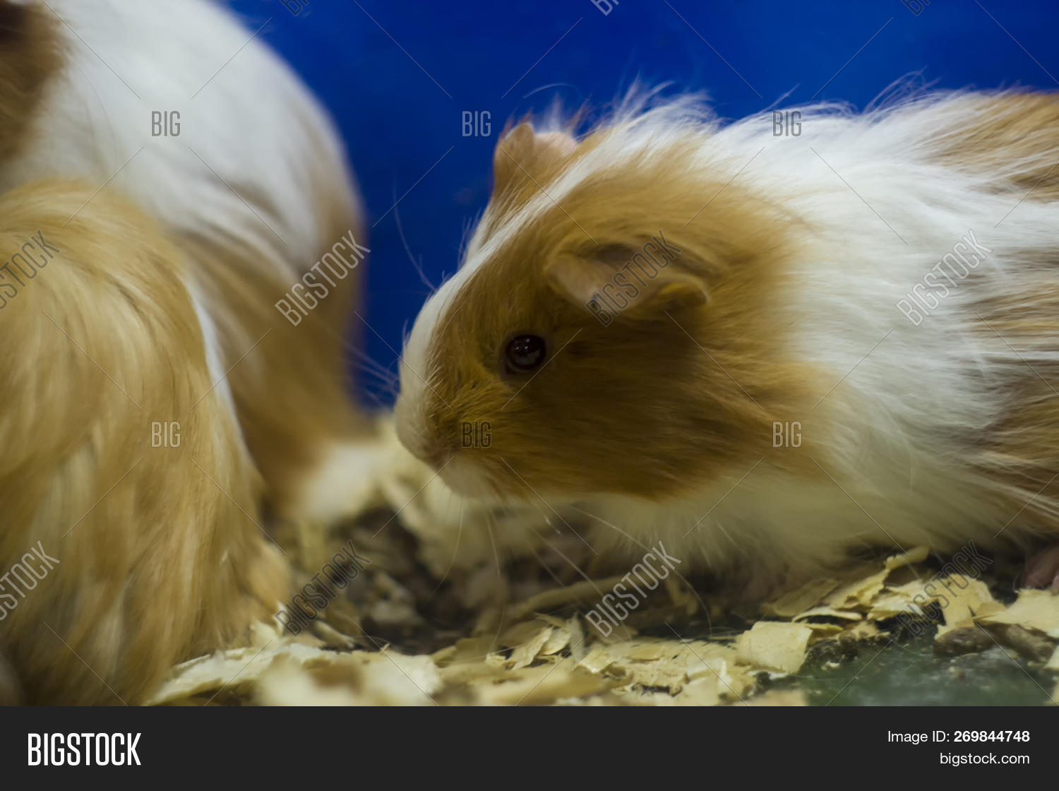 Guinea Pigs Close , Image & Photo (Free Trial) | Bigstock