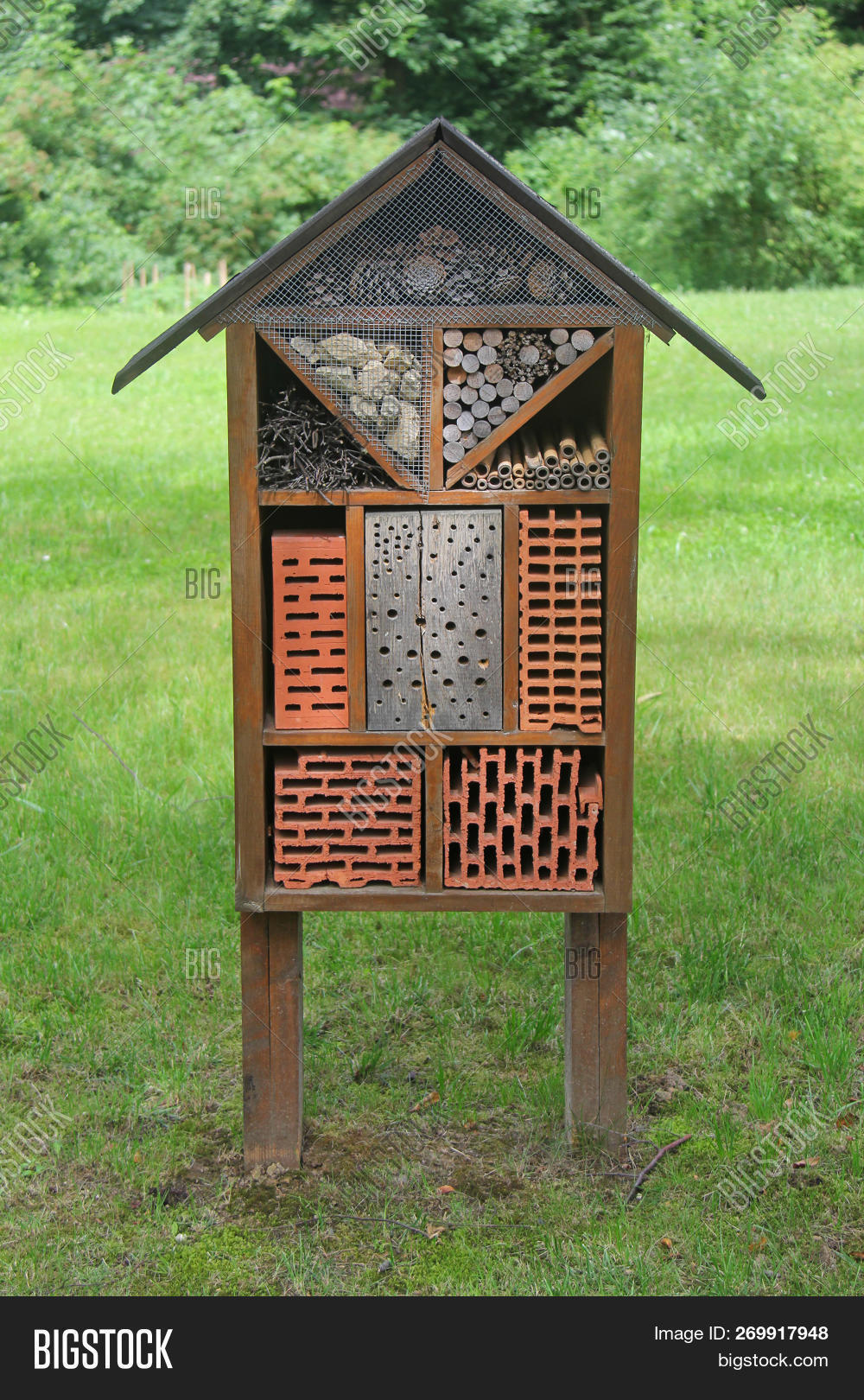 House Wild Insects Image & Photo (Free Trial) | Bigstock