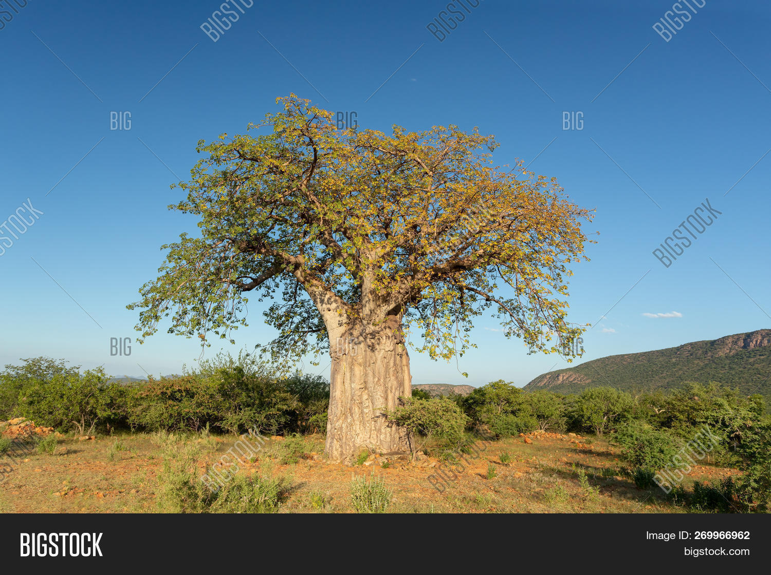 Beautiful Tree Baobab Image & Photo (Free Trial) | Bigstock