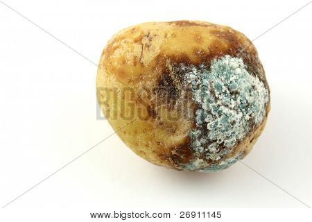 Rotten Potato Images, Illustrations & Vectors (Free) - Bigstock