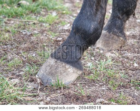Detail Unshod Horse Image & Photo (Free Trial) | Bigstock