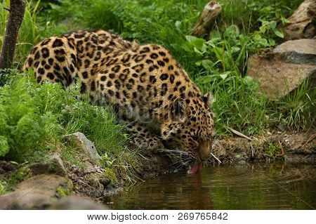 Endangered Amur Image & Photo (Free Trial) | Bigstock