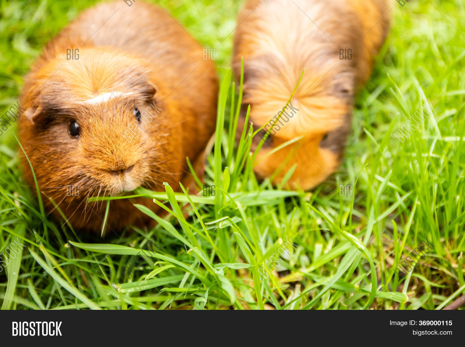 Guinea Pig On Grass Image & Photo (Free Trial) | Bigstock